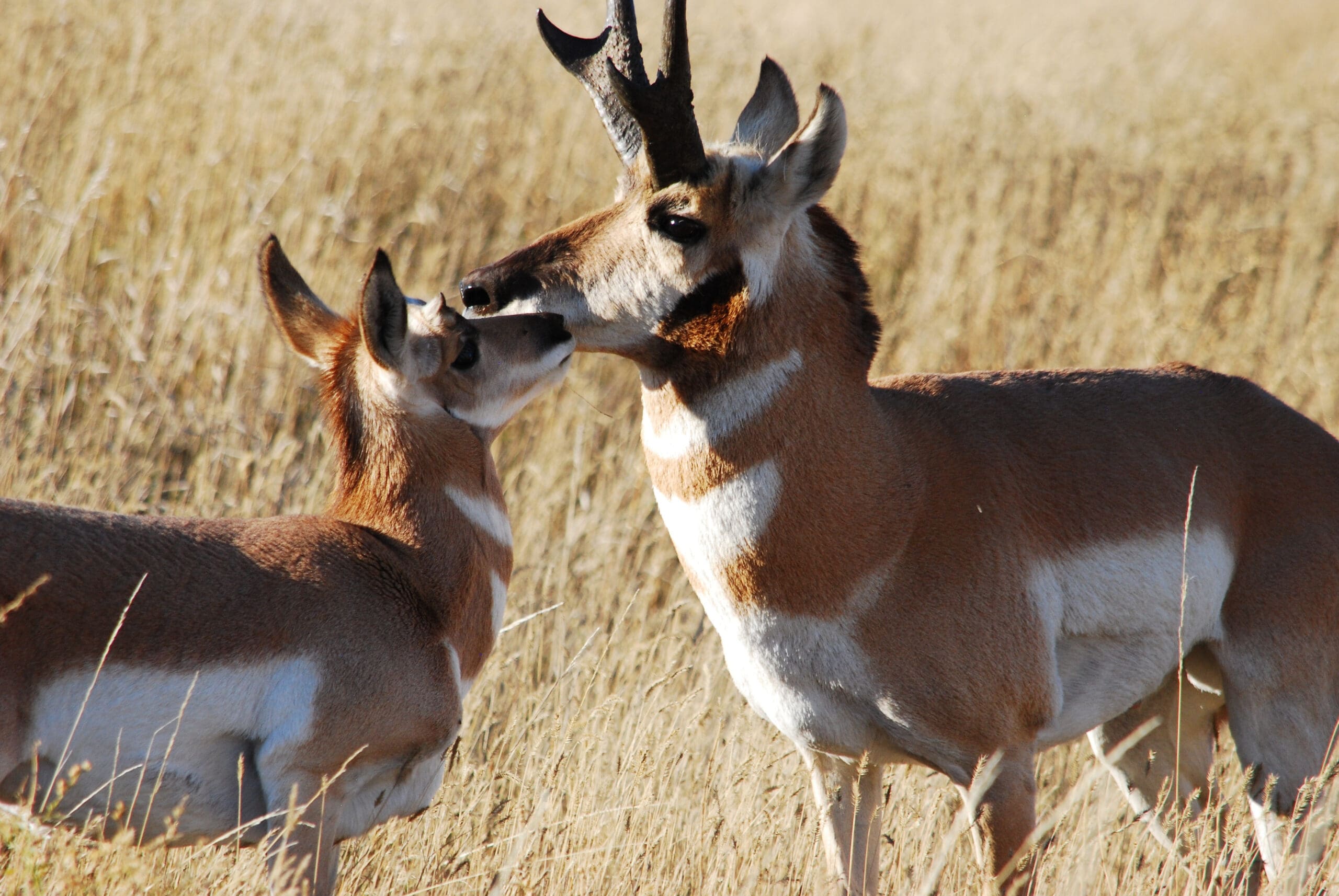 Speed Goats in The Cowboy State | Scentlok Technologies