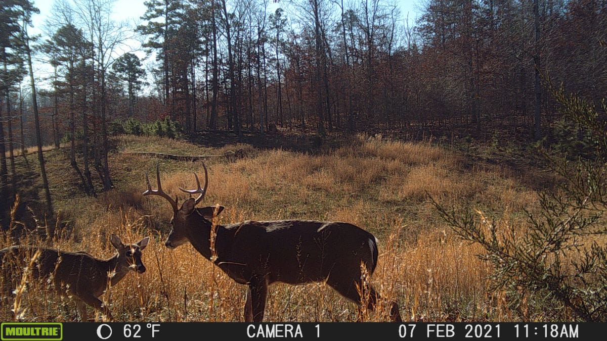 Plan Your 2025 Deer Season Now | Scentlok Technologies